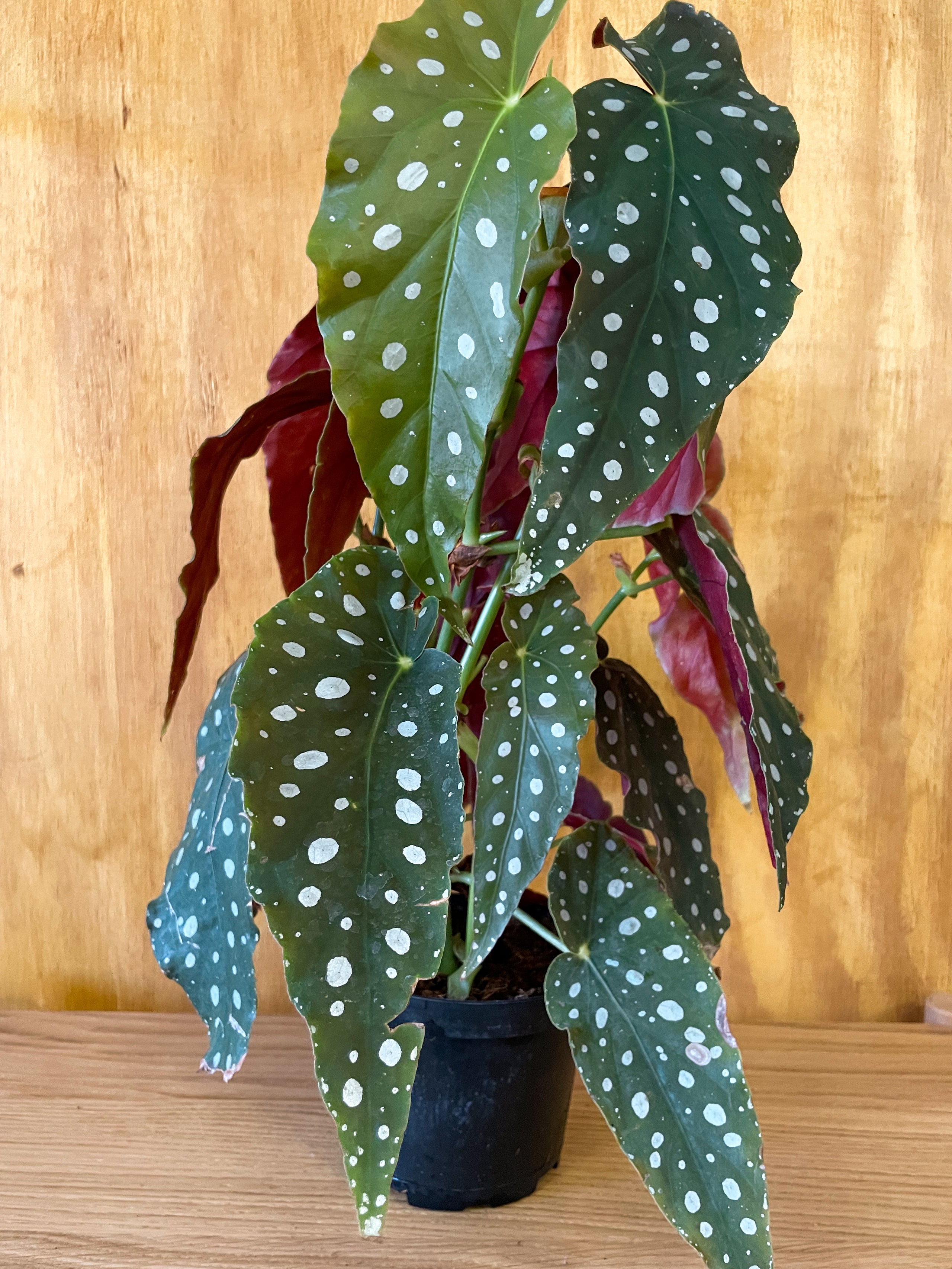 6" Begonia Maculata | The Split Leaf Co