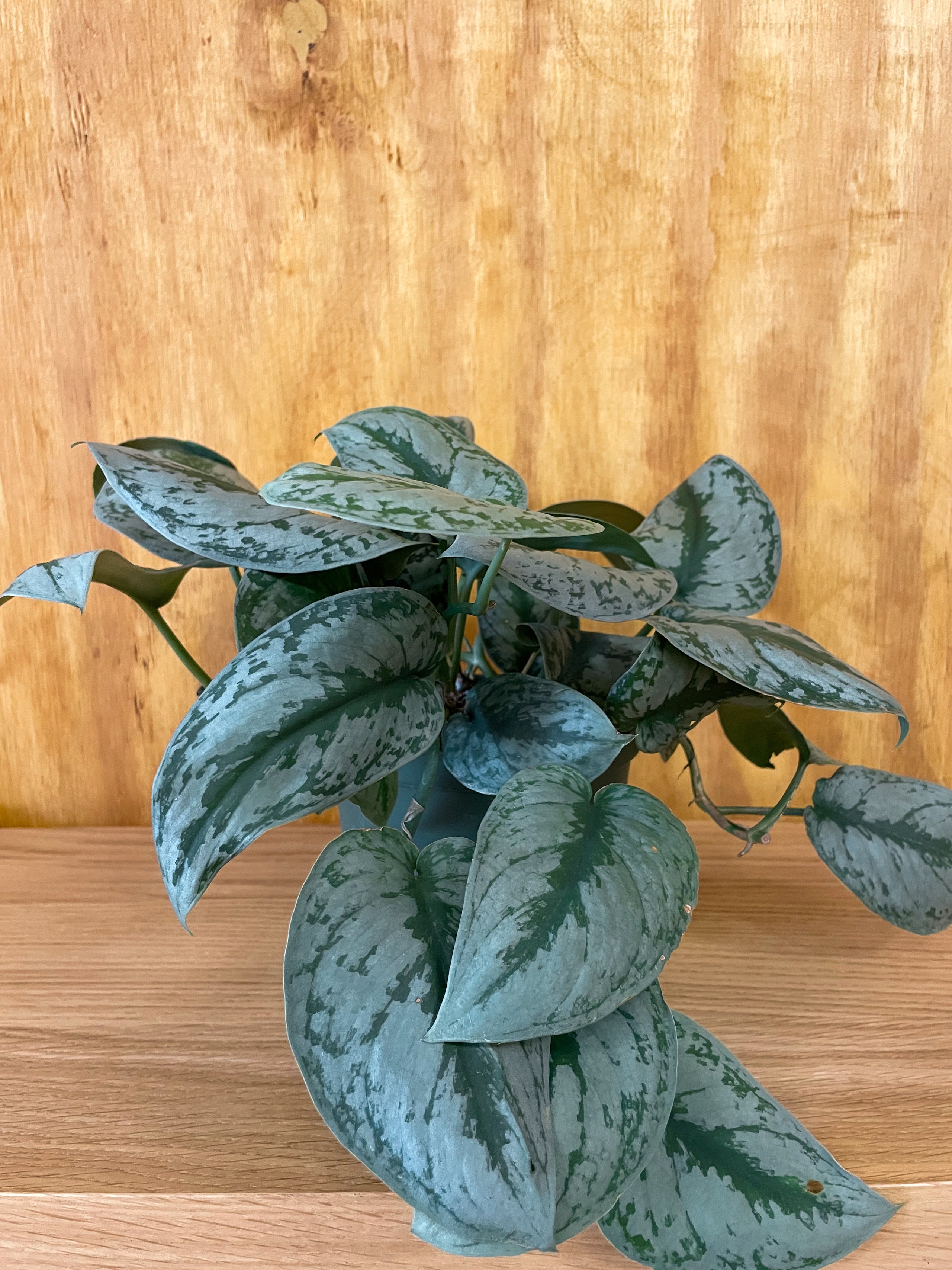 6" Scindapsus Silver Satin | The Split Leaf Co