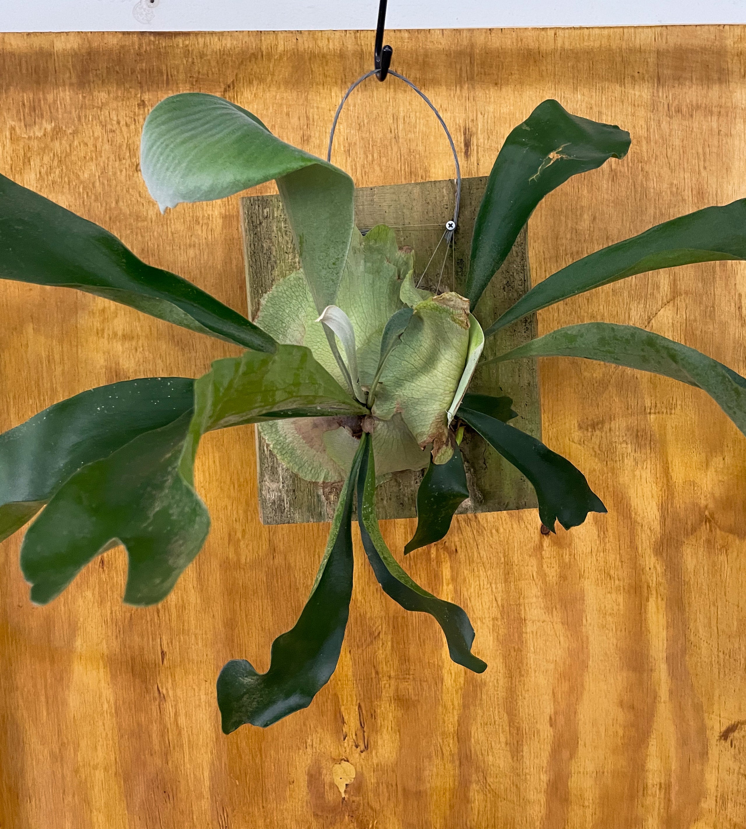 12" Mounted Staghorn Fern on Cedar Plaque | The Split Leaf Co