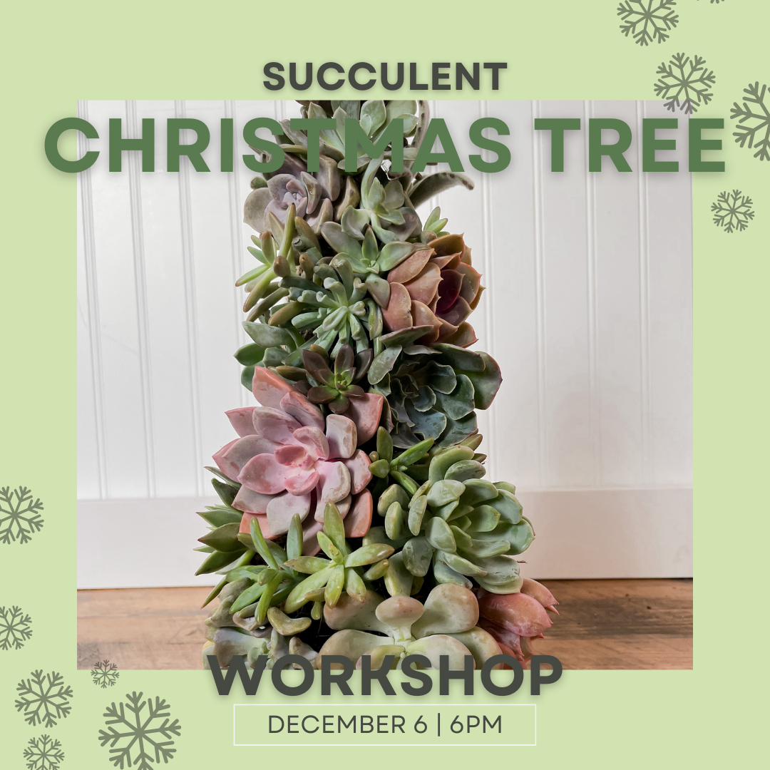 Succulent Christmas Tree Workshop | The Split Leaf Co